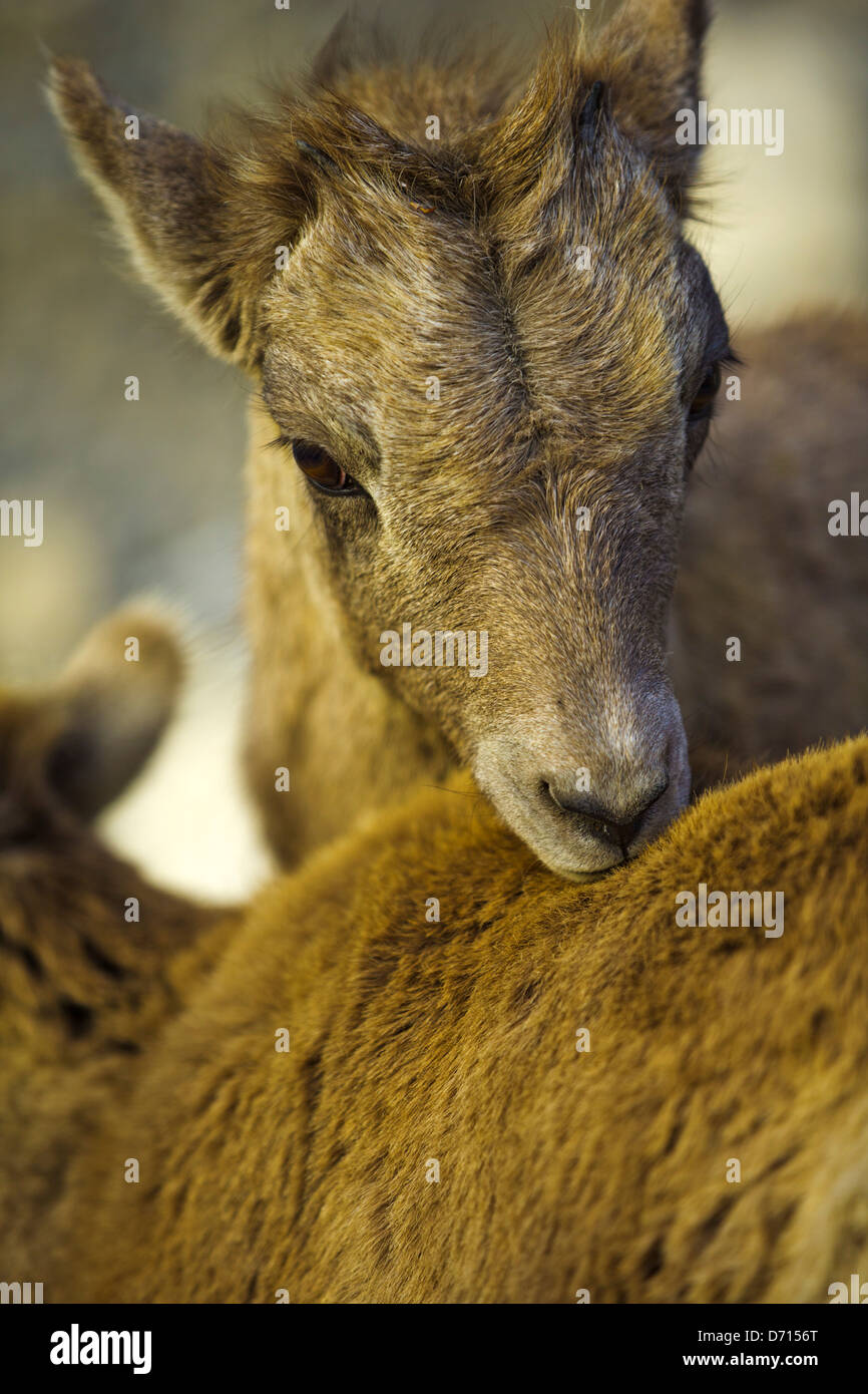 Canada, Alberta, Mountain Sheep in Jasper National Park Stock Photo - Alamy