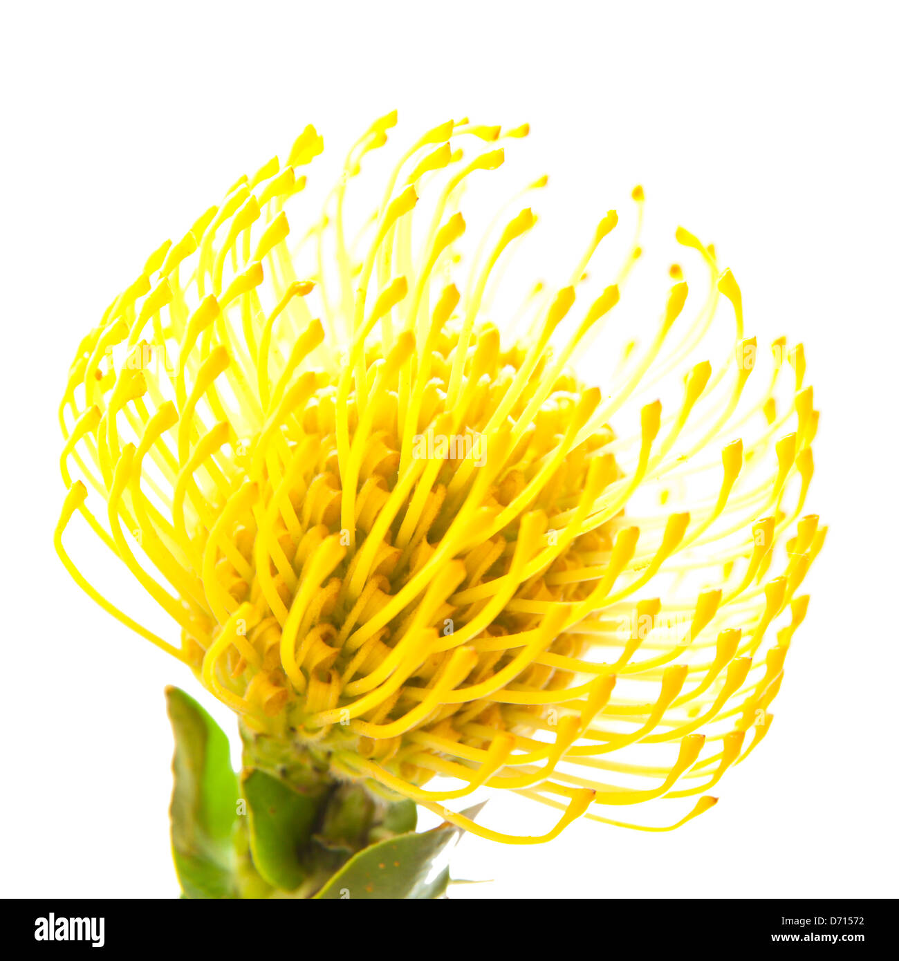 yellow protea isolated on white background background Stock Photo - Alamy