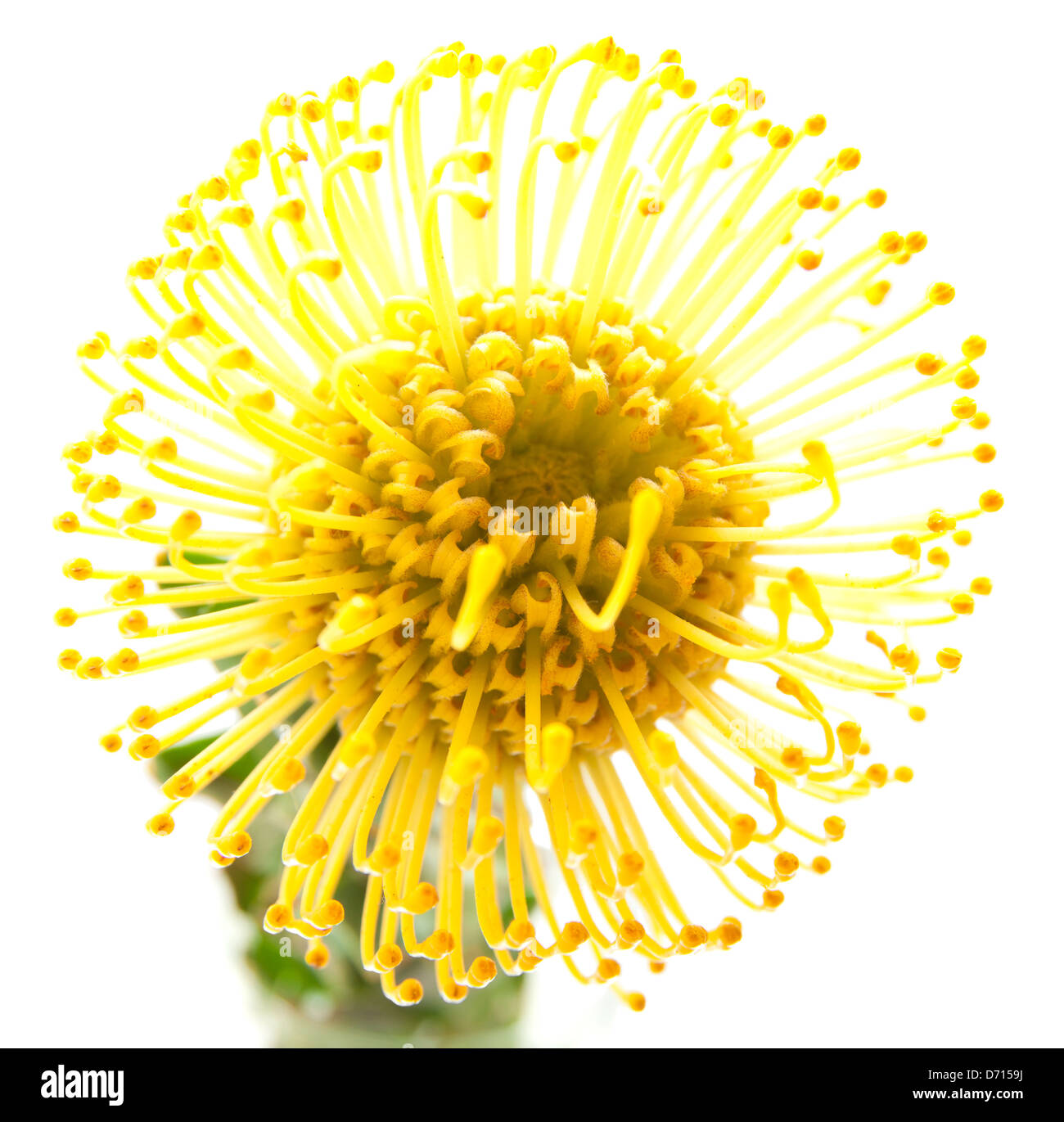 yellow protea isolated on white background Stock Photo - Alamy