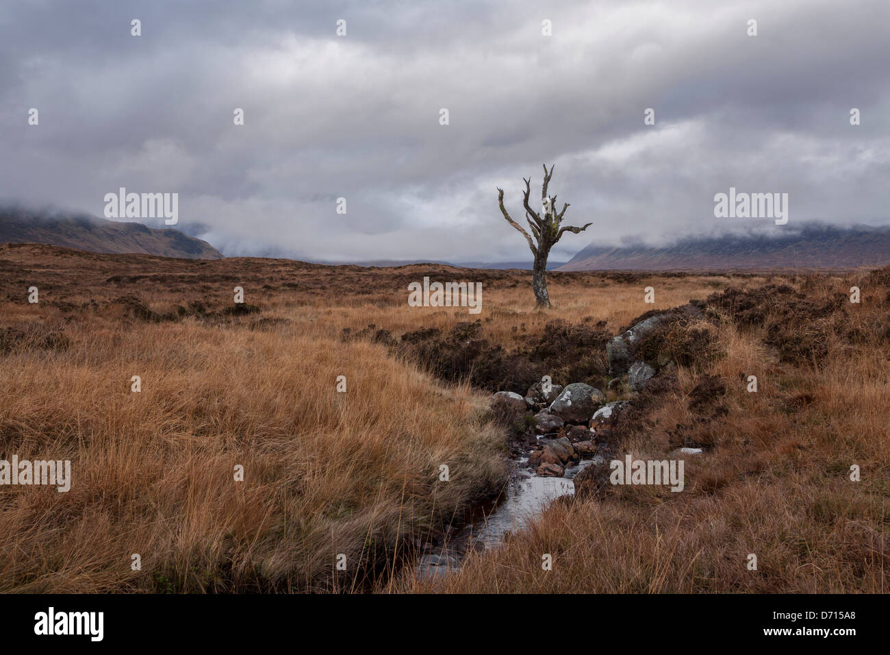 UK, Scotland, Scottish Highlands, Rannoch Moor, Tree Stock Photo - Alamy