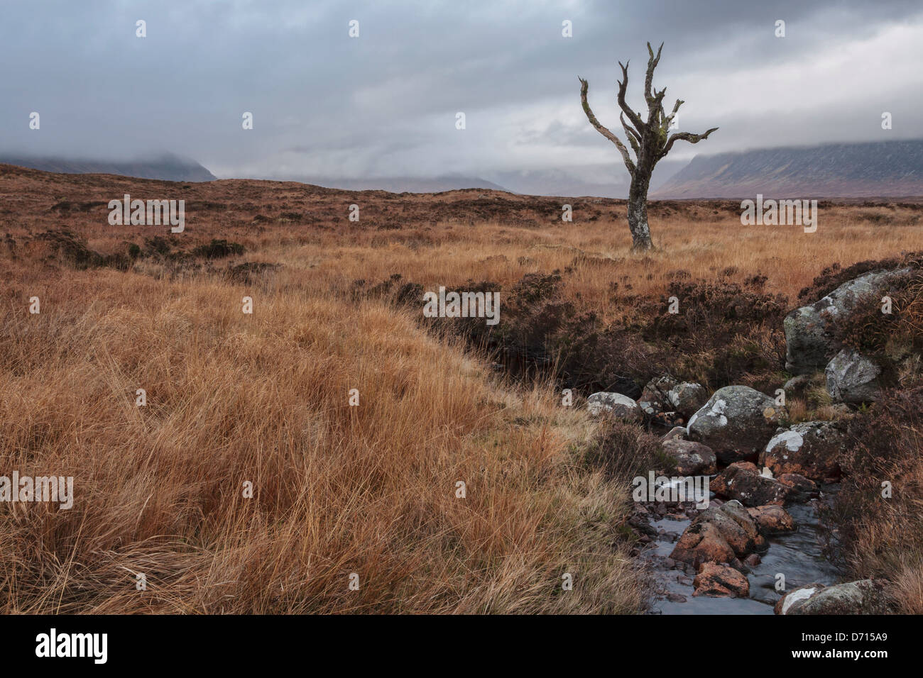 UK, Scotland, Scottish Highlands, Rannoch Moor, Tree Stock Photo - Alamy