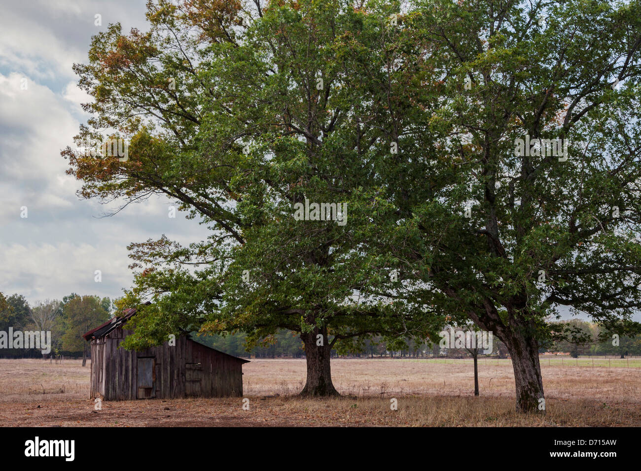 USA, Arkansas, Old barn and pecan trees in country Stock Photo - Alamy