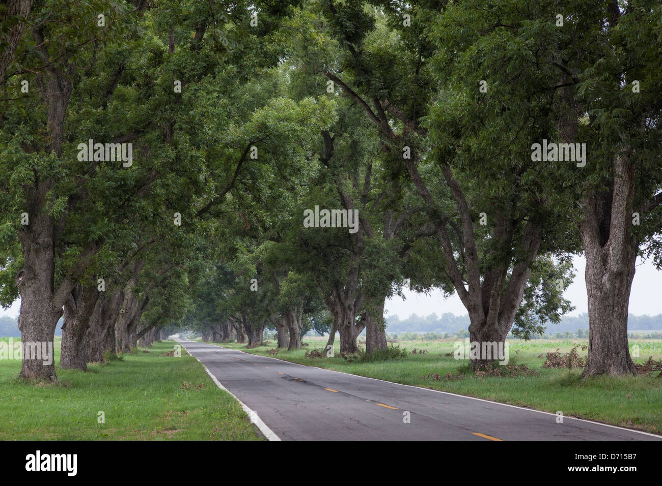 USA, Arkansas, Scott, Pecan trees along road Stock Photo - Alamy