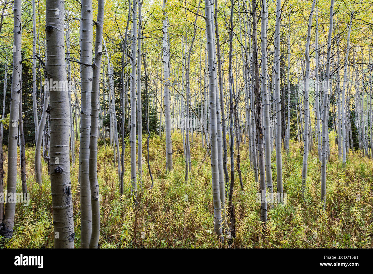 USA, Colorado, Aspen, Maroon Bells, Aspen trees Stock Photo - Alamy