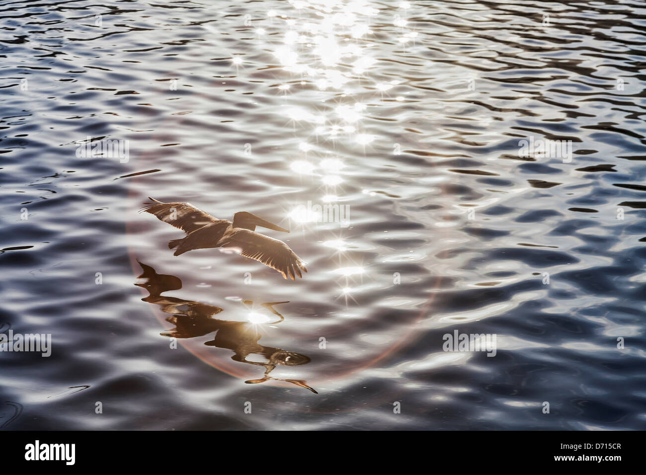 Skimming over the water hi-res stock photography and images - Alamy