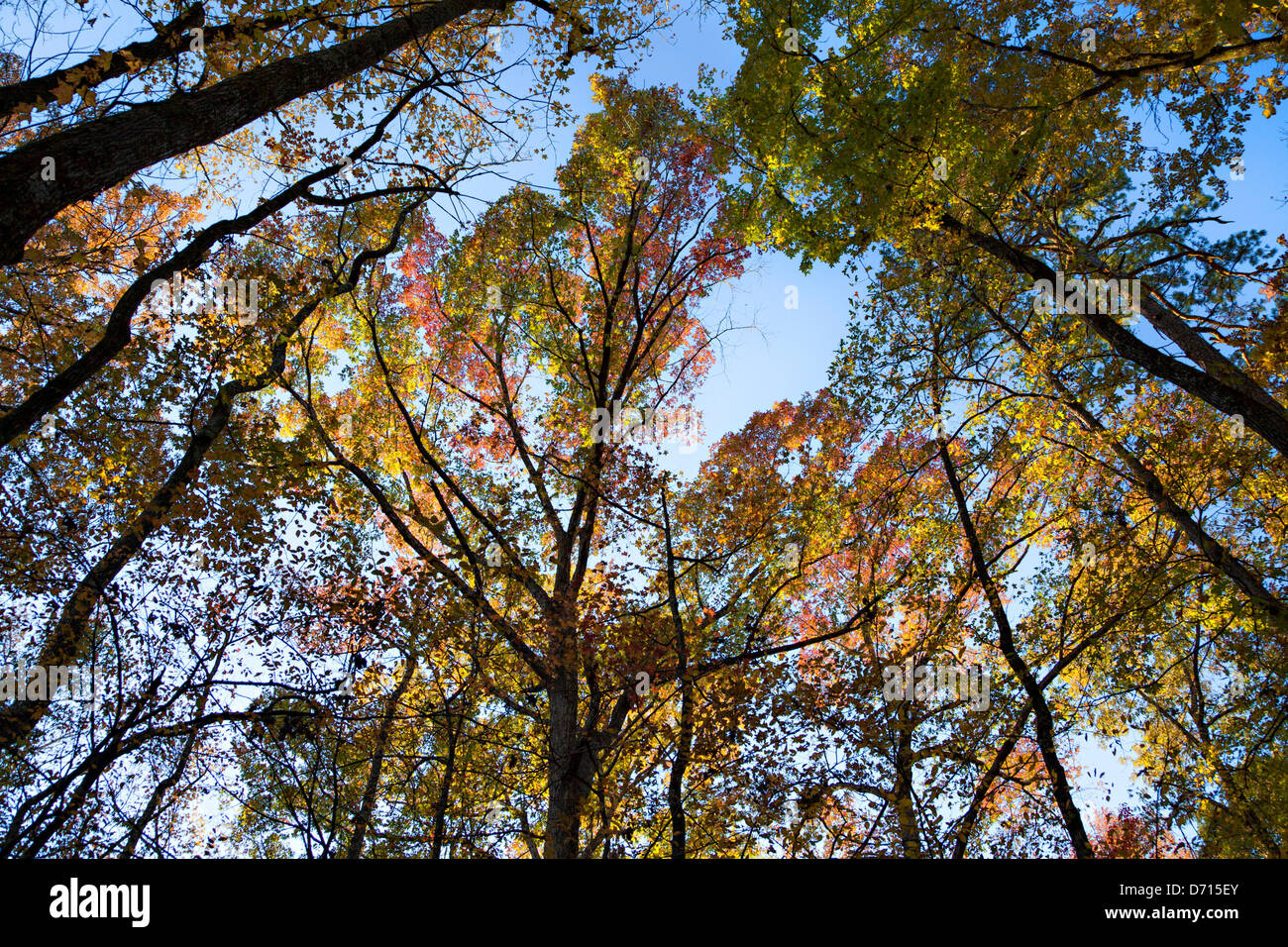 Arkansas arboretum hi-res stock photography and images - Alamy