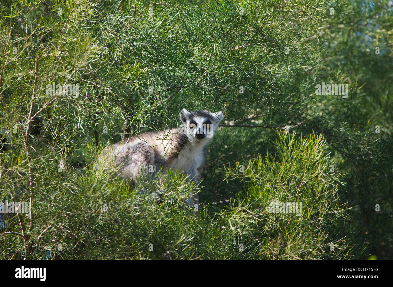 Lemur's park madagascar hi-res stock photography and images - Alamy