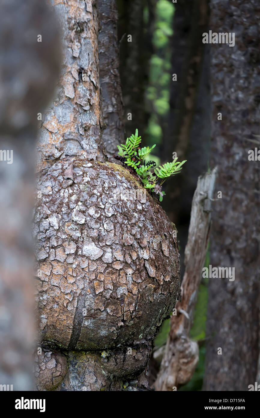 USA, Washington, Burls or fungal growths in trees Stock Photo - Alamy