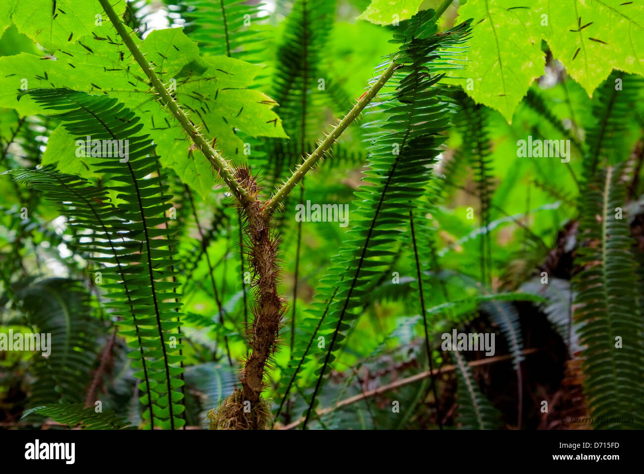 USA, Washington, Close up view of ferns in Quinault Rainforest Stock ...