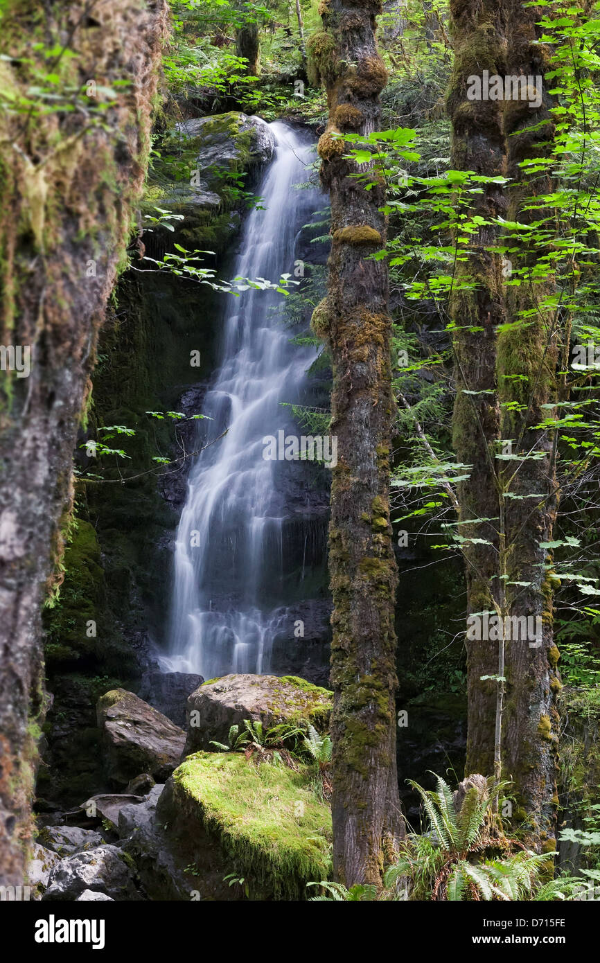 USA, Washington, Merriman Falls in Quinault Rainforest Stock Photo - Alamy