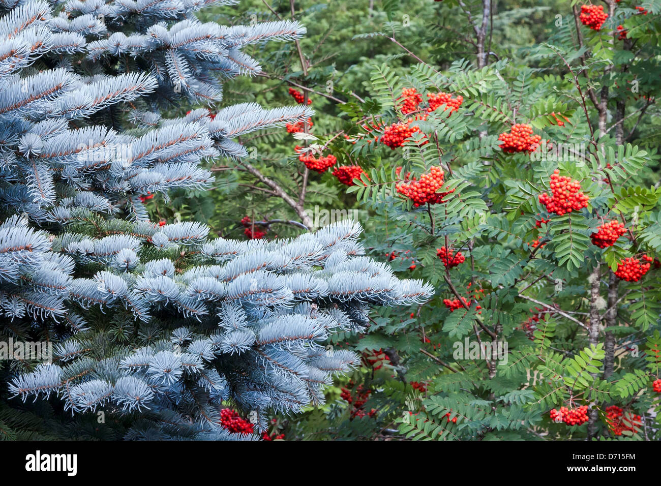 Quinault rain forest spruce tree hi-res stock photography and images ...