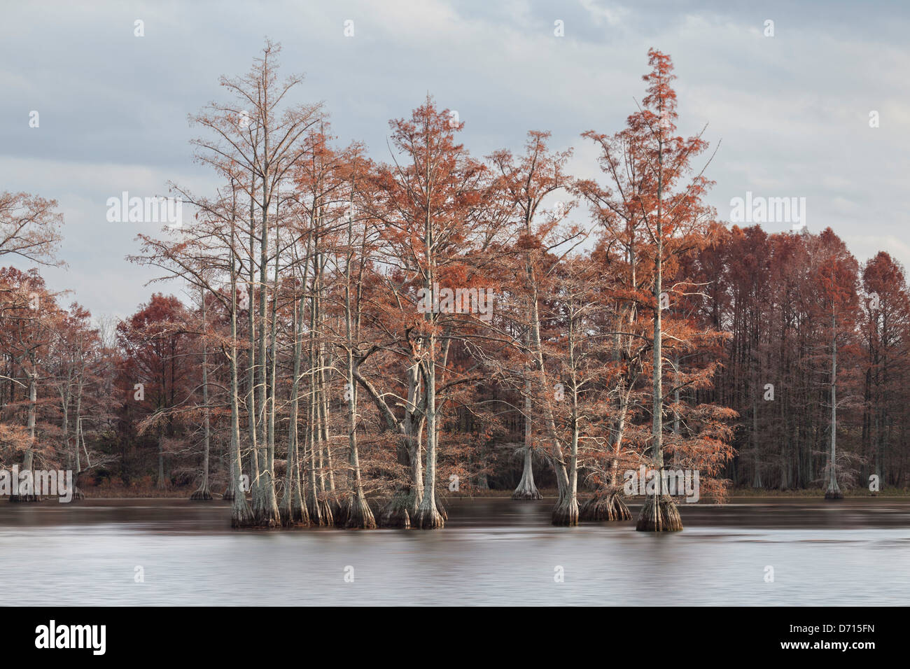 Colorful cypress trees near lake Stock Photo - Alamy
