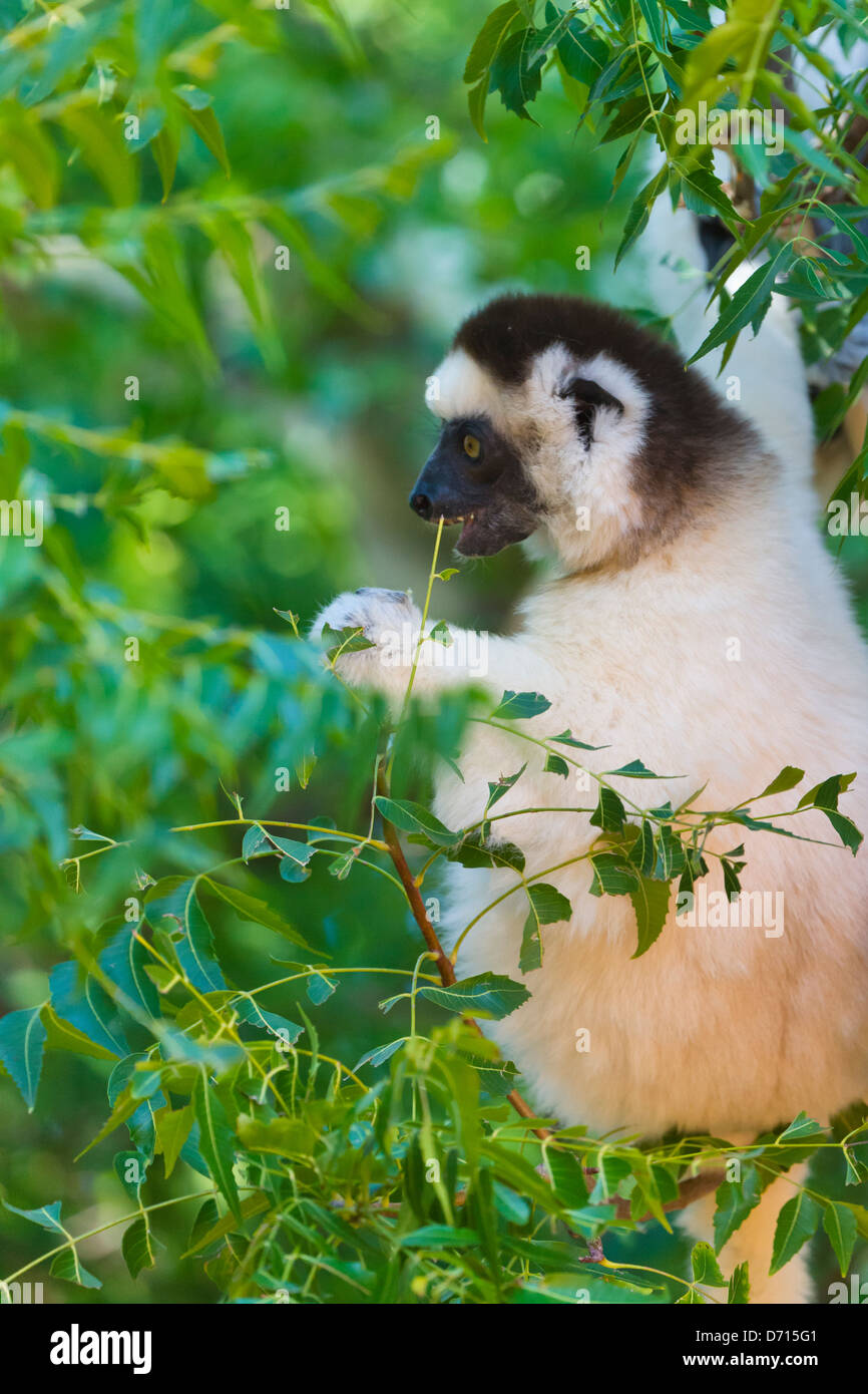 Coquerel's Sifaka (Propithecus coquereli) in the forest, Berenty ...