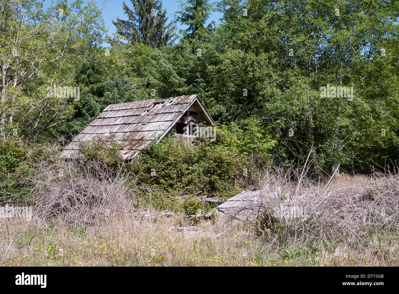 Queets washington hi-res stock photography and images - Alamy