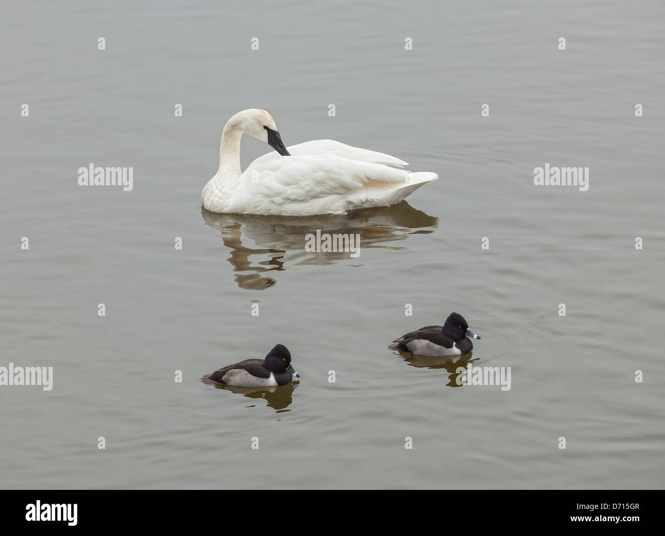 USA, Arkansas, Ring Neck Ducks (Aythya Collaris) and Trumpeter Swans ...