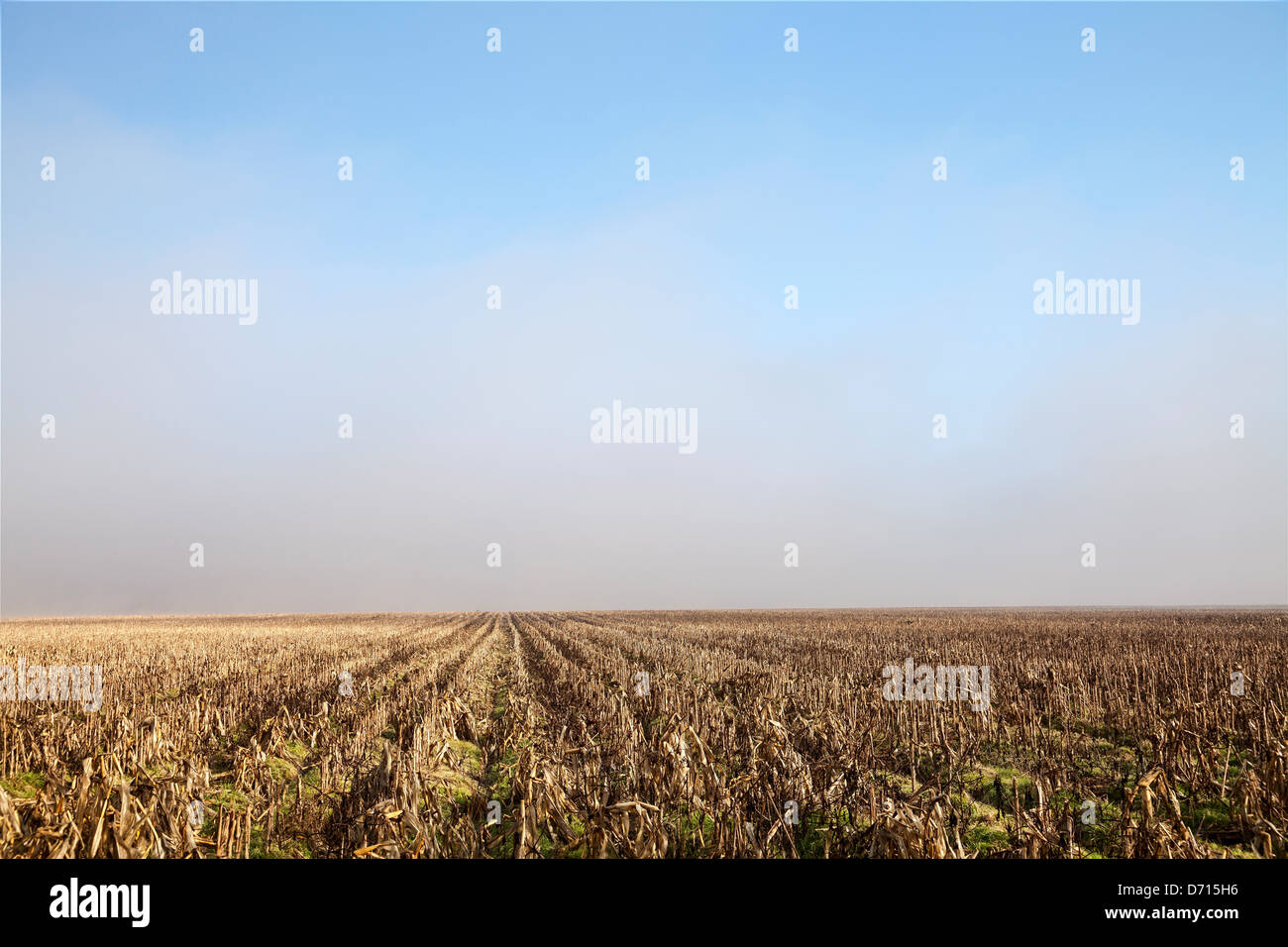 USA, Arkansas, Fog over corn field, after harvest Stock Photo - Alamy