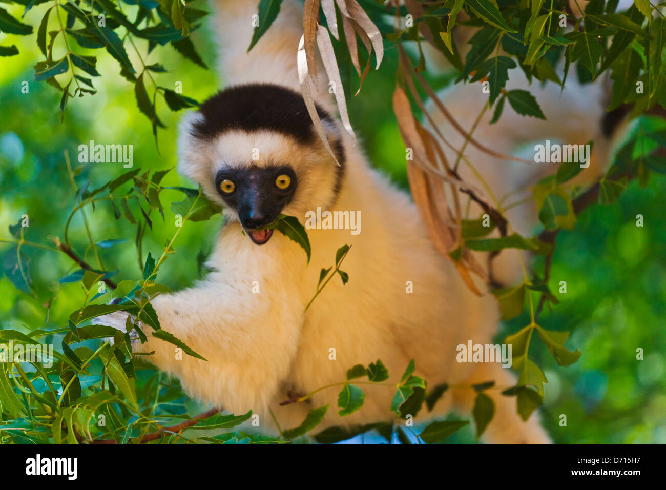 Coquerel's Sifaka (Propithecus coquereli) dancing, Berenty National ...
