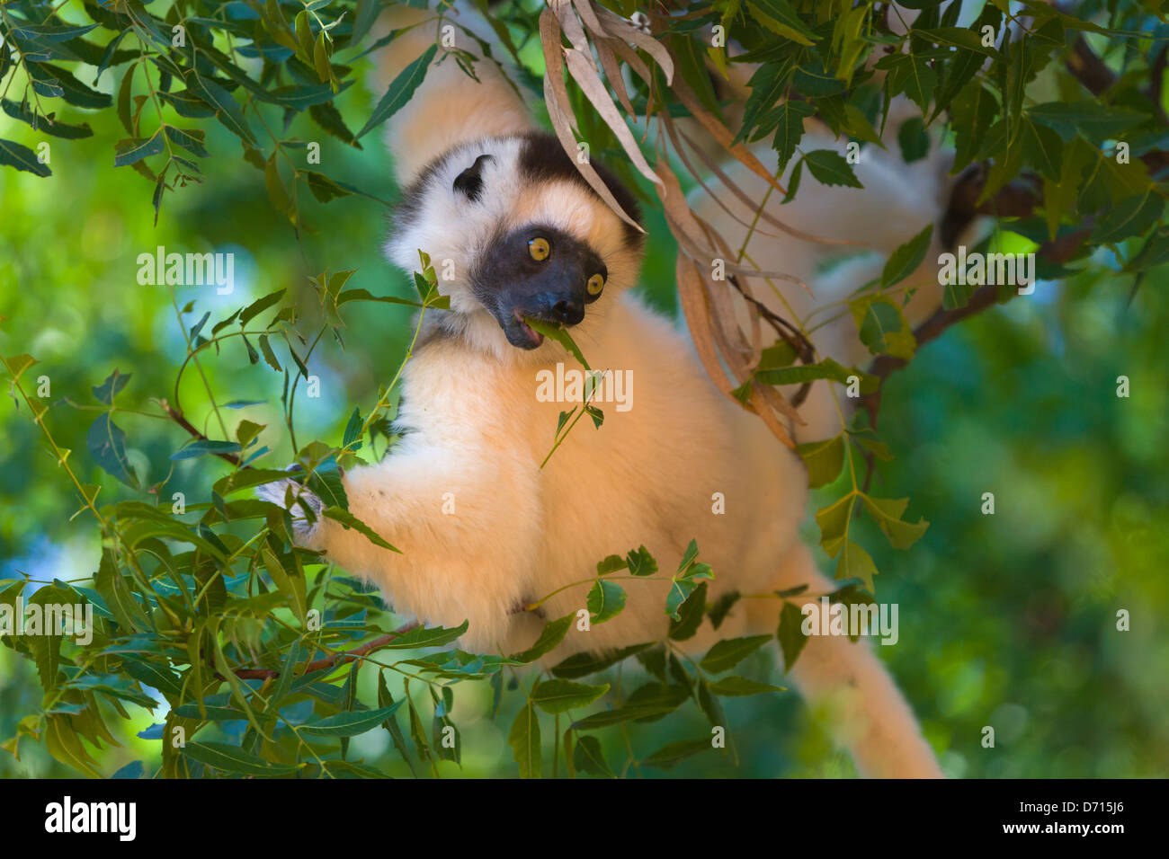 Coquerel's Sifaka (Propithecus coquereli) dancing, Berenty National ...