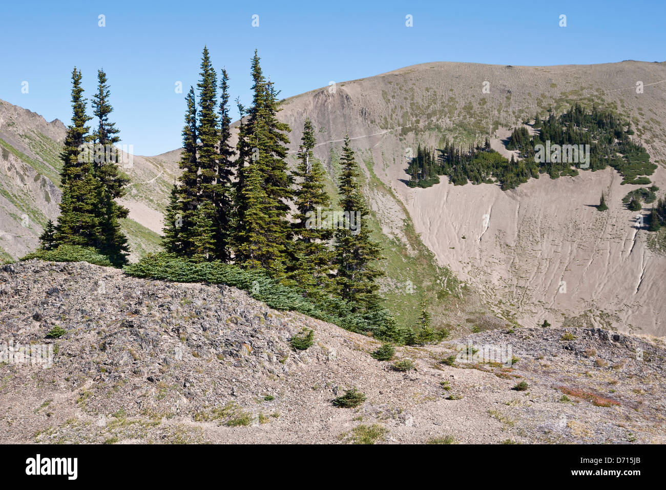 Trees in the rocks, Hurricane Ridge, Olympic National Park, WA Stock ...
