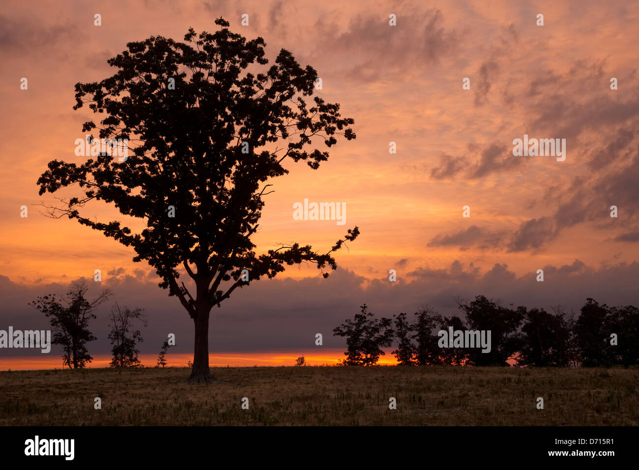 USA, Arkansas, Colorful sunrise sequence from hill, with silhouetted ...