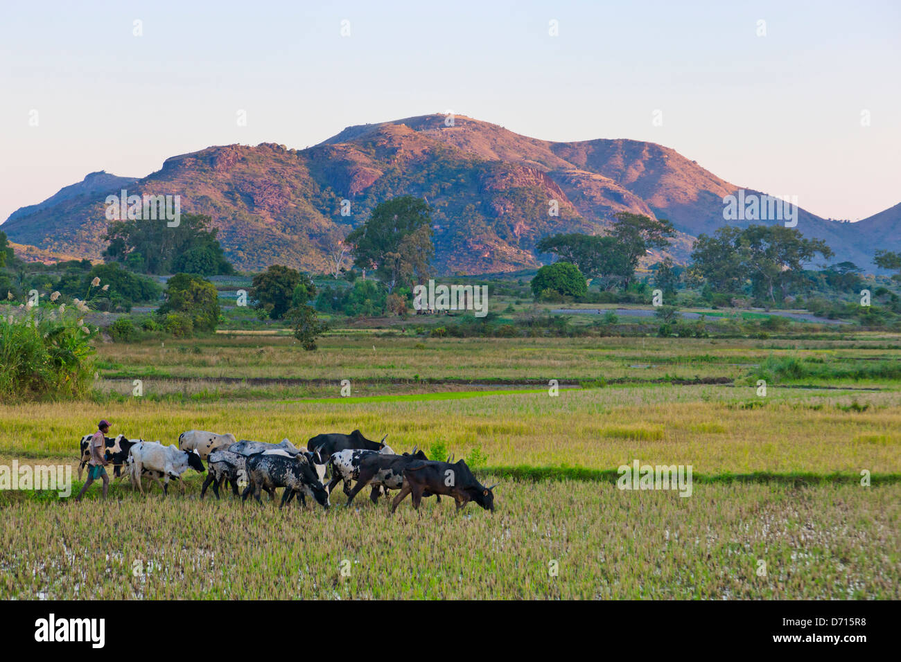 Herding cow, Fort Dauphin, Madagascar Stock Photo - Alamy