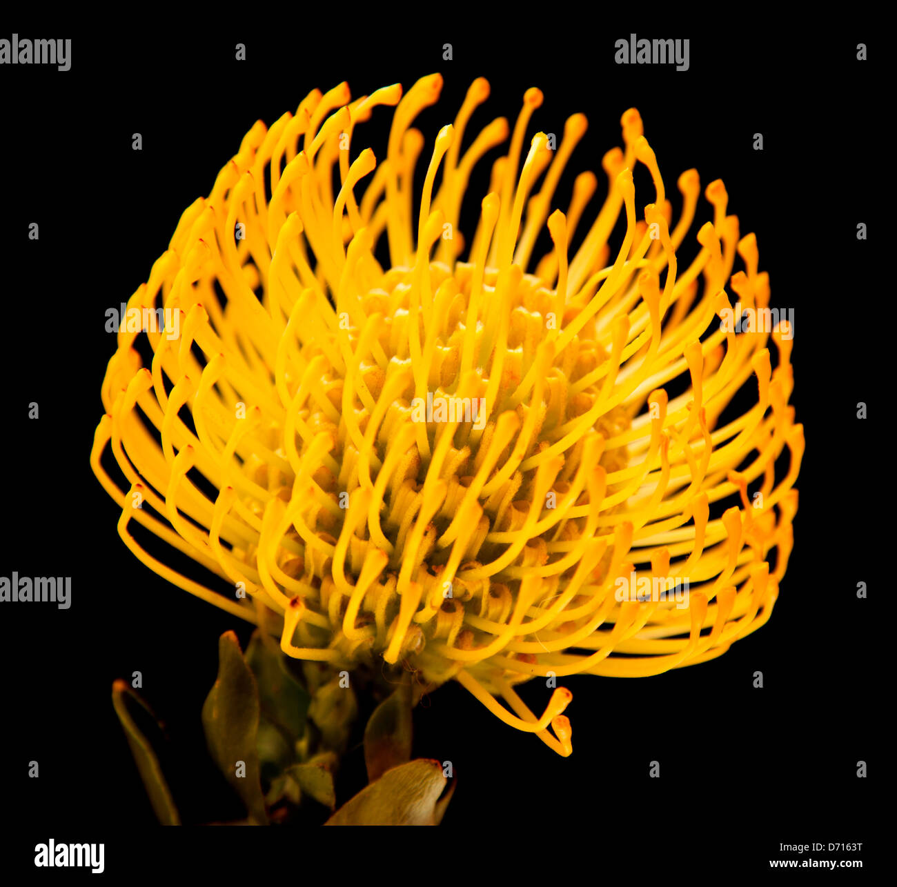 yellow protea isolated on black background Stock Photo - Alamy