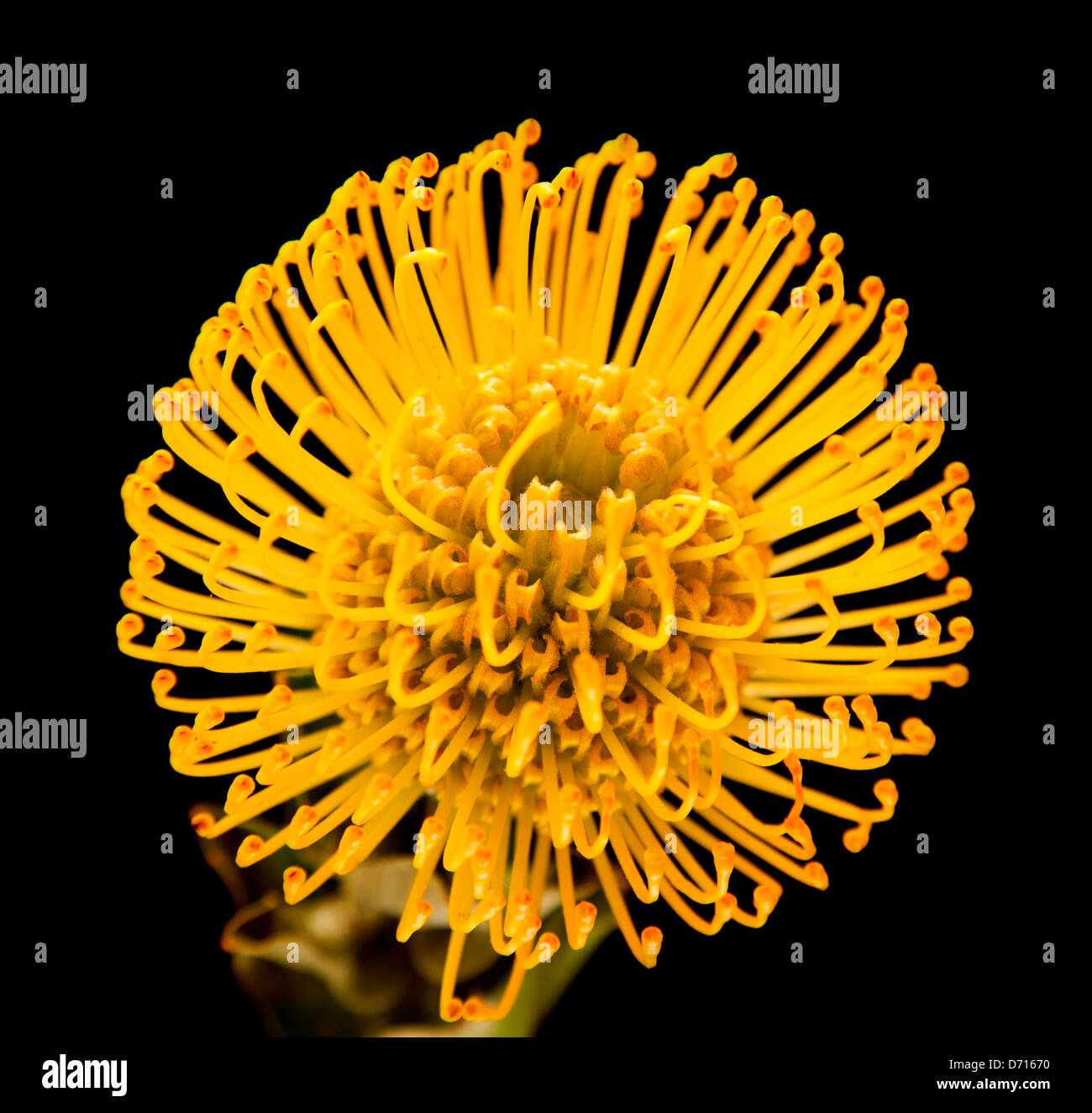 yellow protea isolated on black background Stock Photo - Alamy