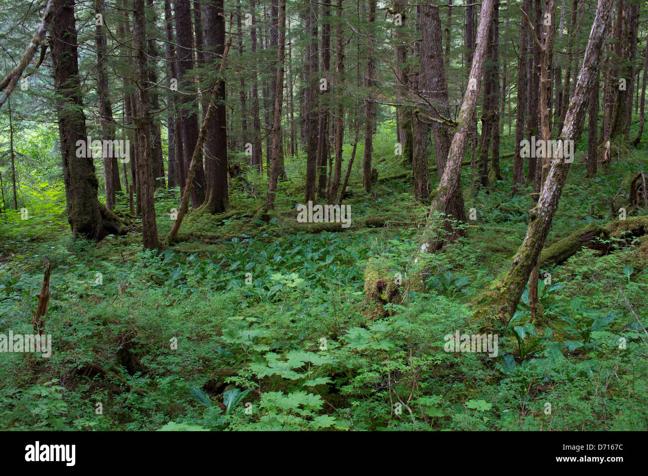 Forest scene at Idaho Inlet on Chichagof Island, Tongass National ...