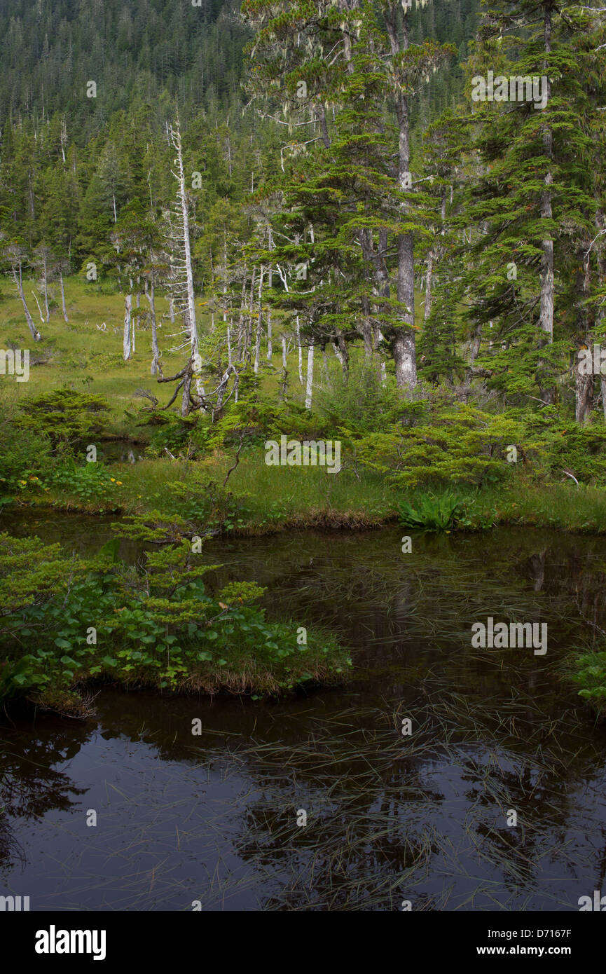 Spruce Tree Idaho Stock Photos & Spruce Tree Idaho Stock Images - Alamy