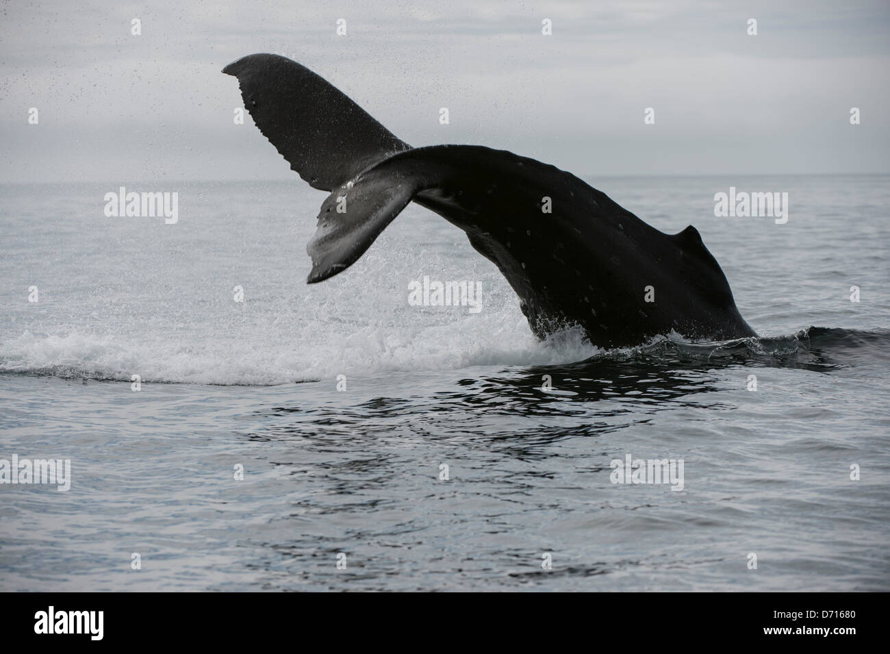 Tail slapping behavior hi-res stock photography and images - Alamy