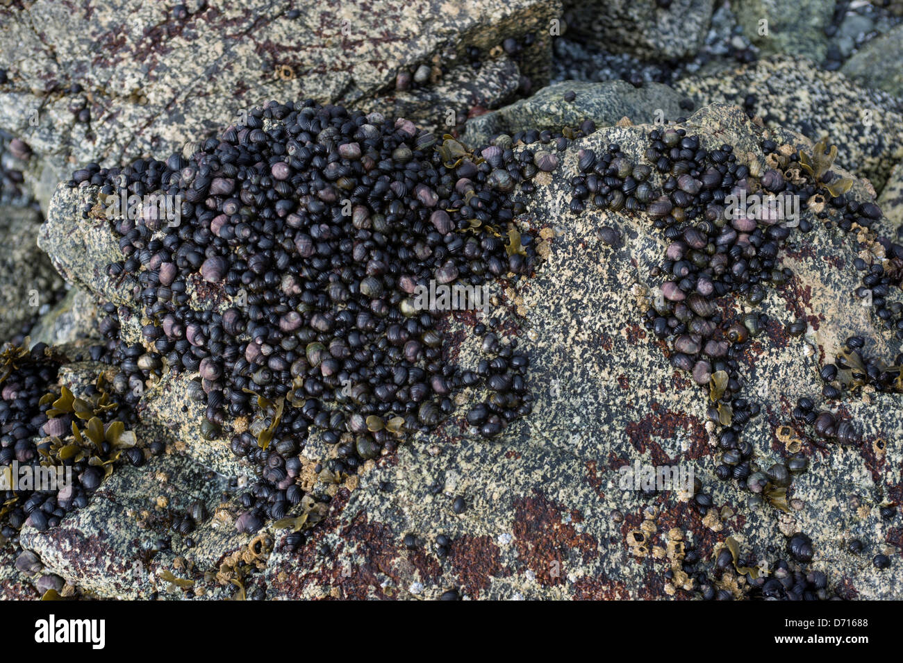 Sea snails exposed on rock at low tide in on George Island, off ...