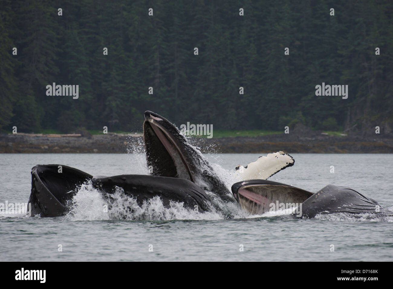 Humpback whales bubble-net feeding in False Bay, Chatham Strait ...