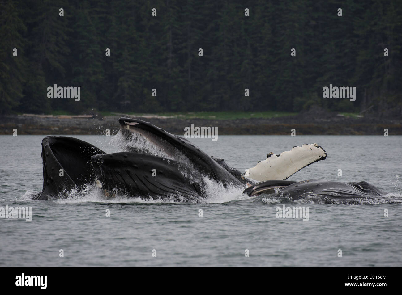 Humpback whales bubble-net feeding in False Bay, Chatham Strait ...