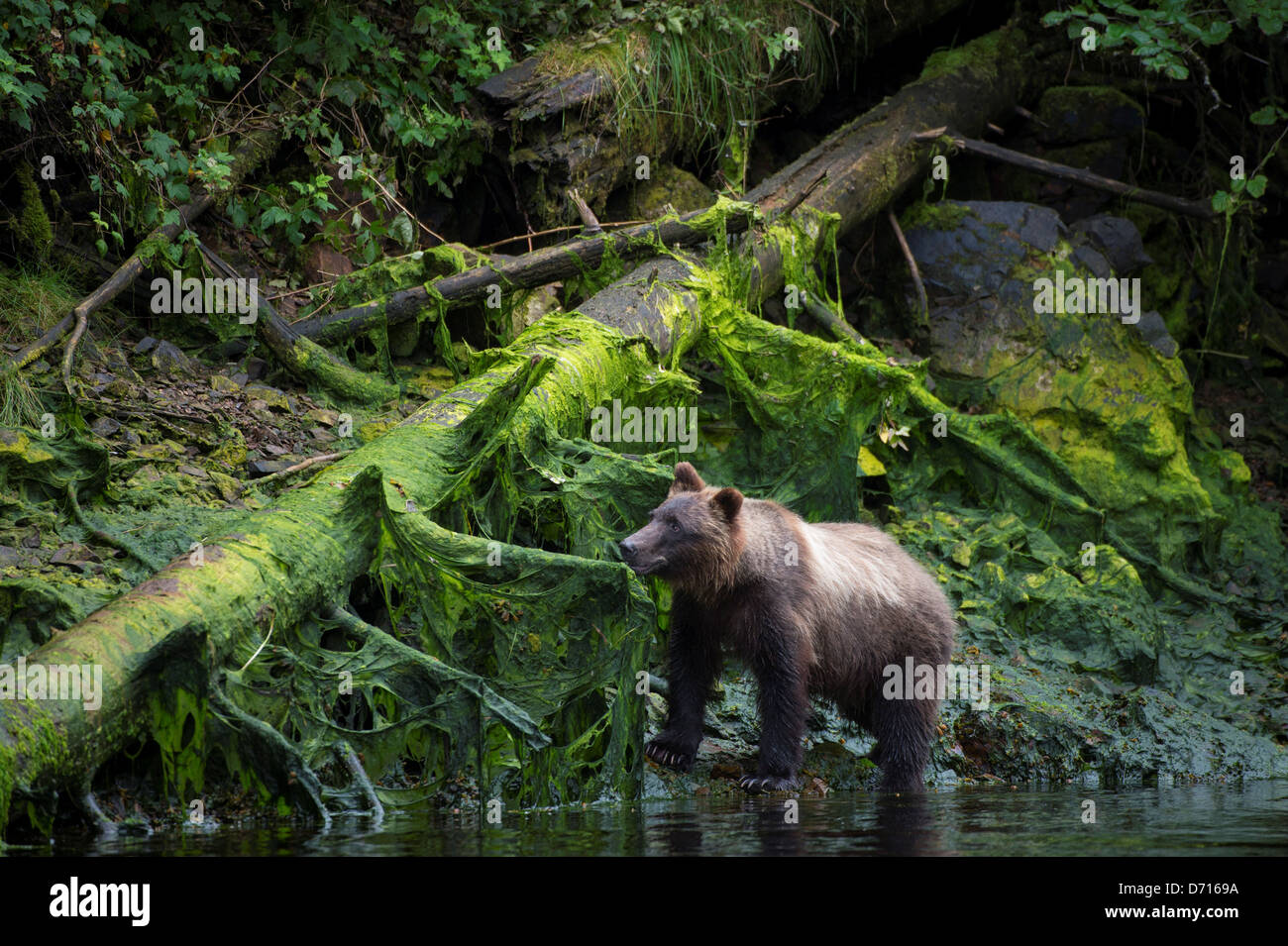 Chichagof island bear hi-res stock photography and images - Alamy