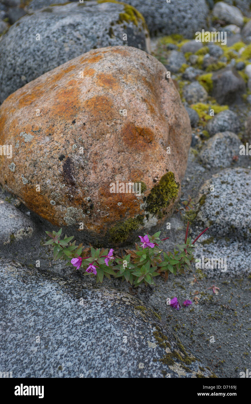 Baird glacier hi-res stock photography and images - Alamy