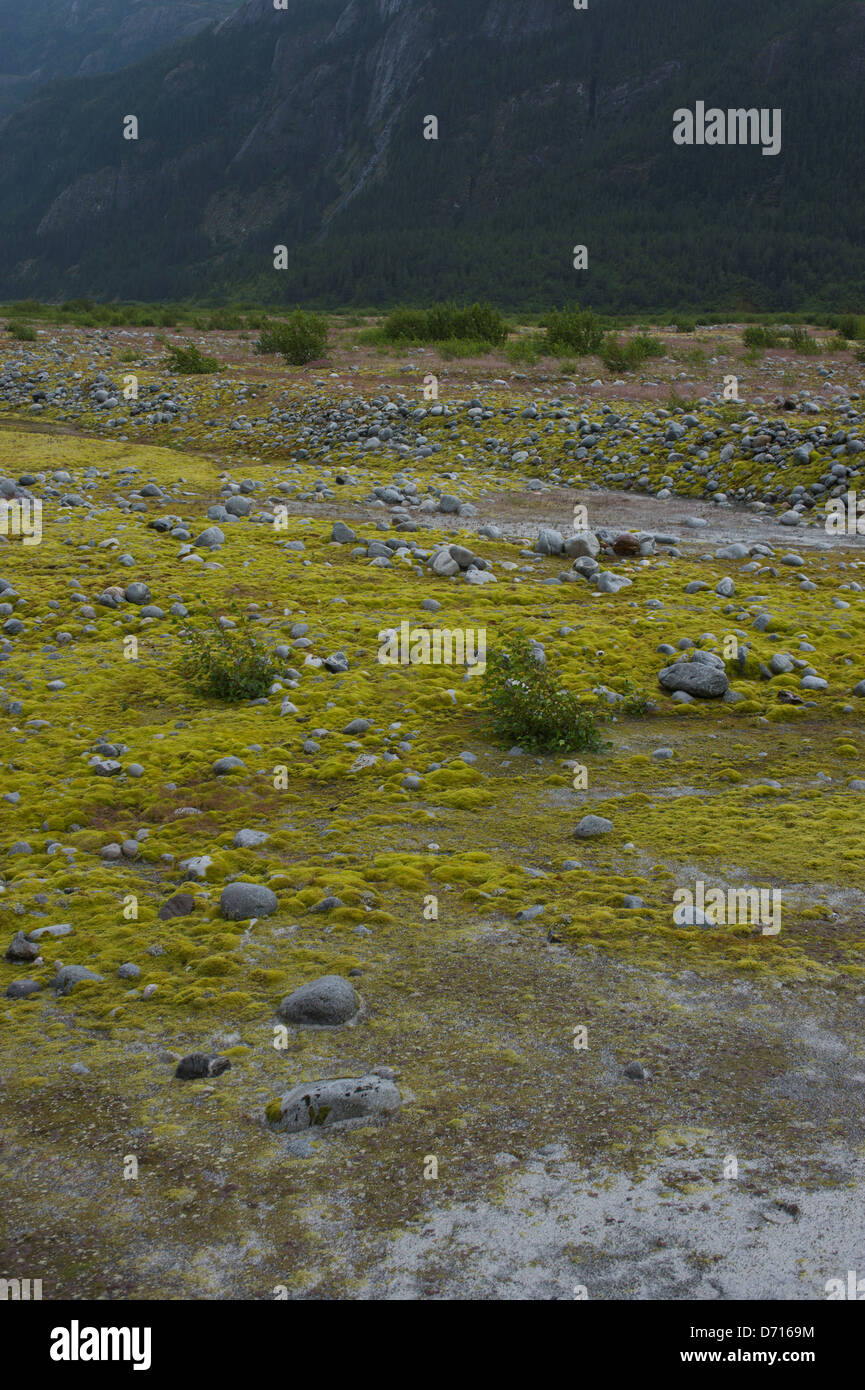 Alaska glacier bay alder trees hi-res stock photography and images - Alamy