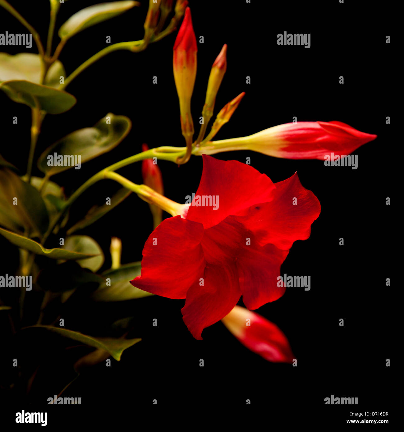Red mandevilla hi-res stock photography and images - Alamy