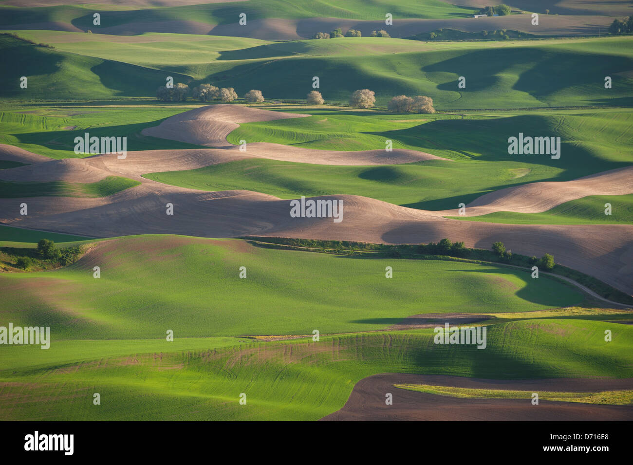 View Of Rolling Fields From Steptoe Butte In The Palouse In Eastern ...