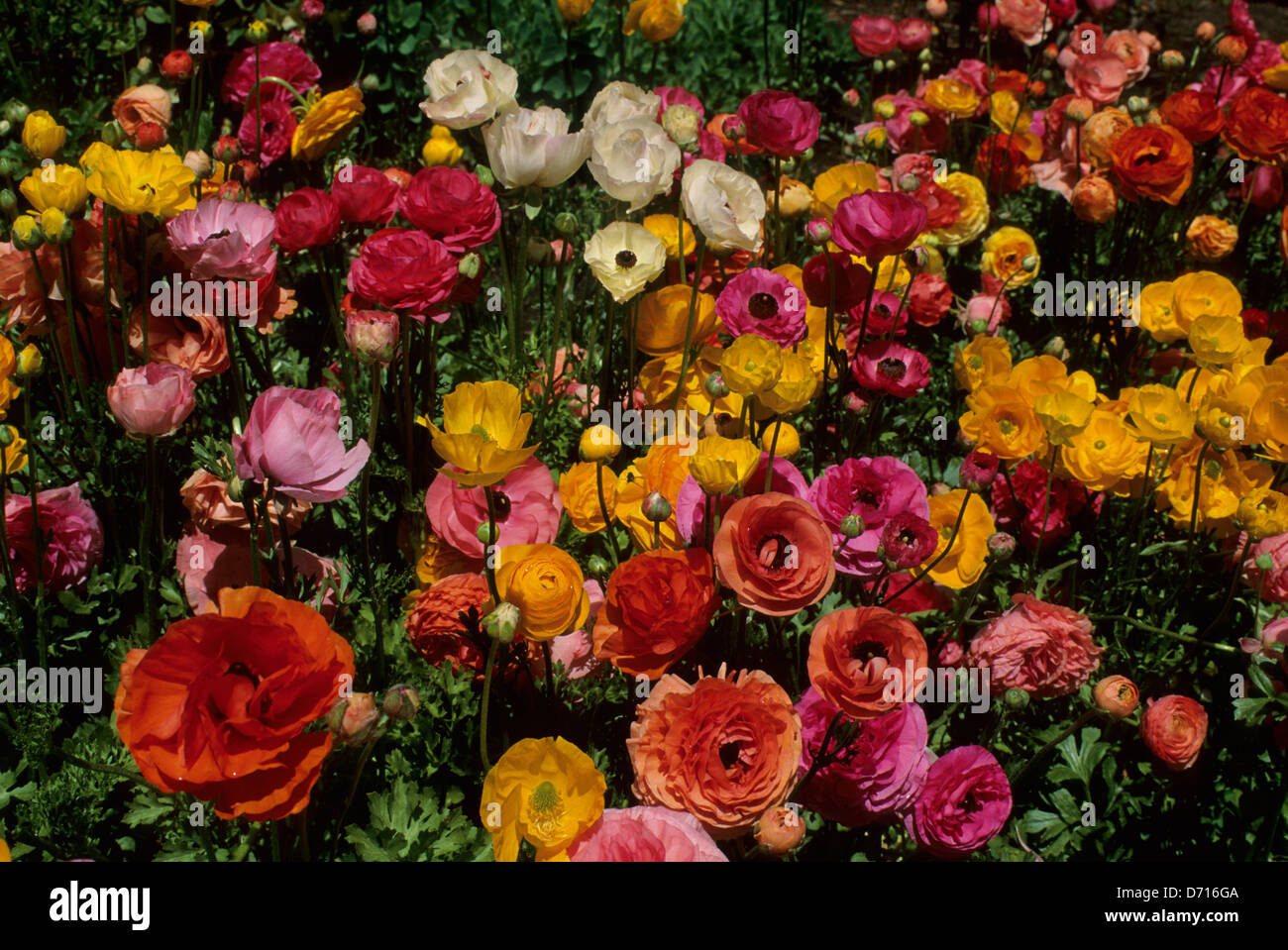 Poppies british columbia hi-res stock photography and images - Alamy