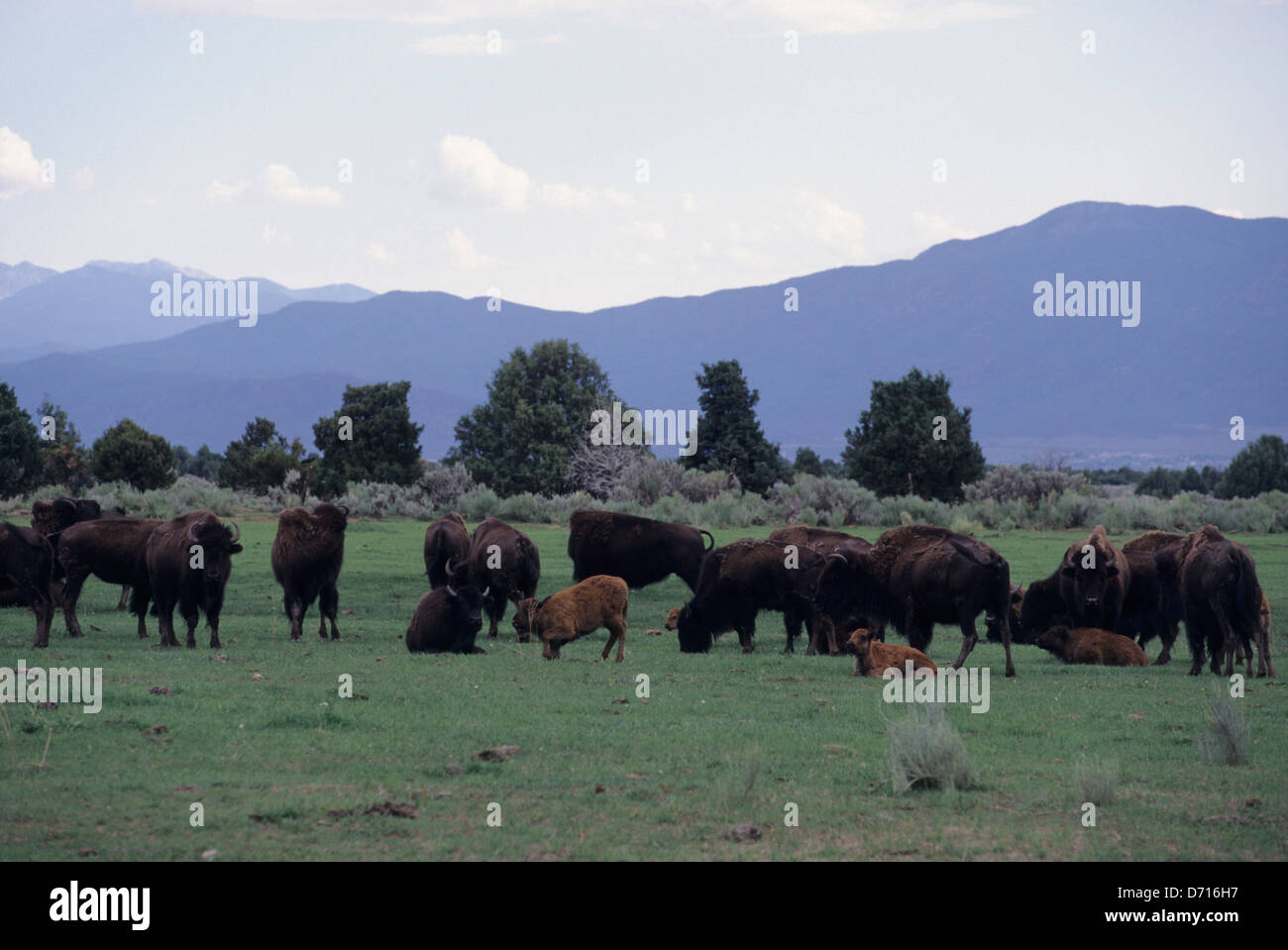Usa, New Mexico, Near Taos Jimmy Morningtalk'S Ranch, Bison Herd Stock ...