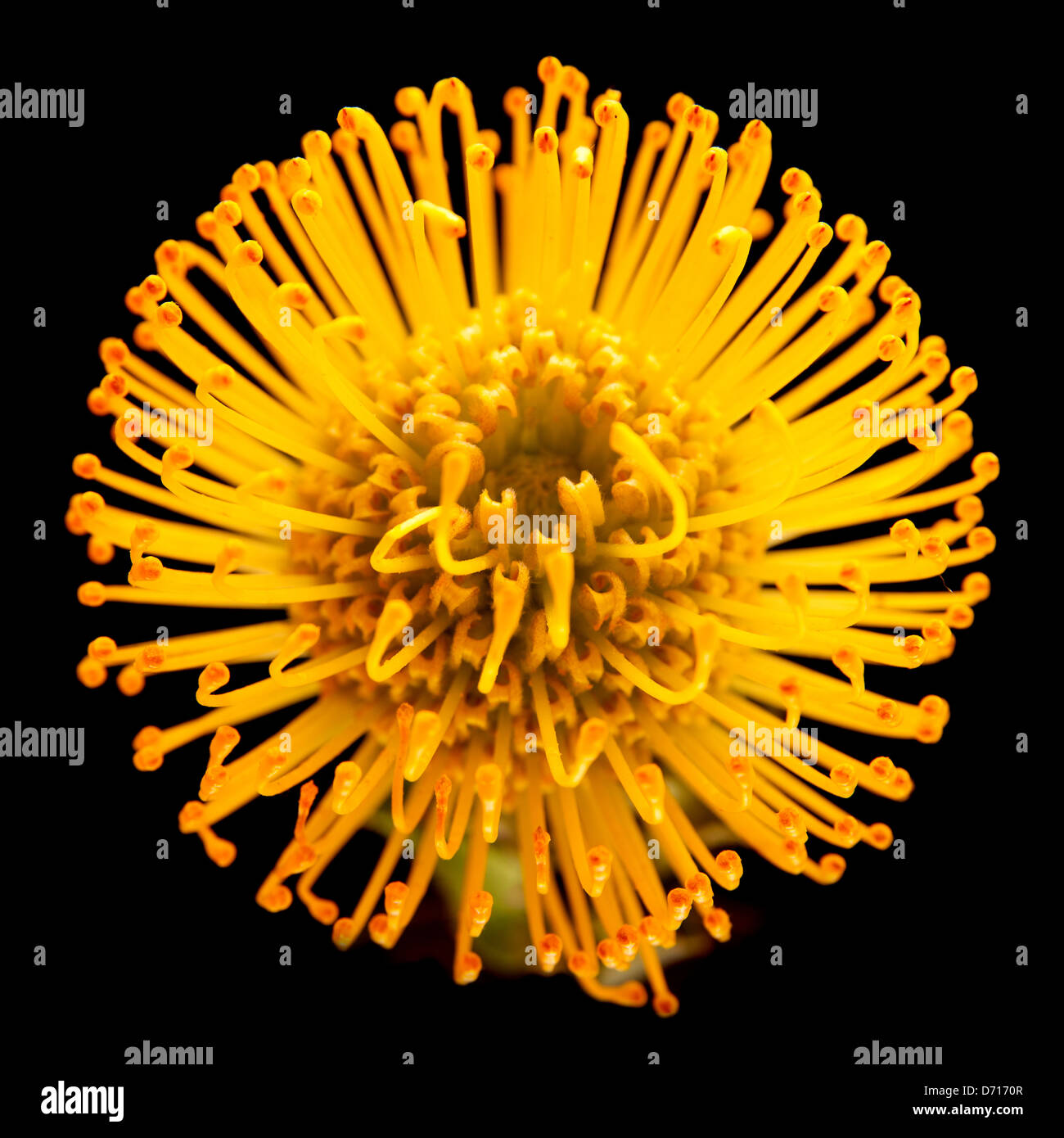 yellow protea isolated on black background Stock Photo - Alamy