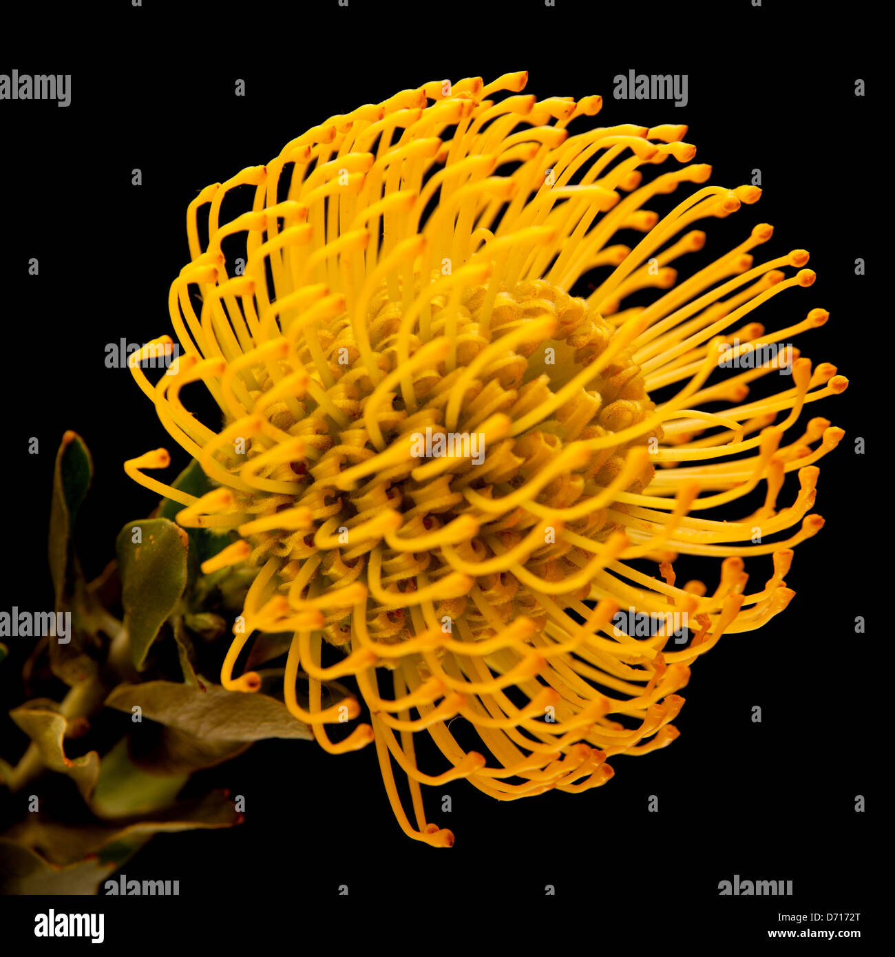 yellow protea isolated on black background Stock Photo - Alamy