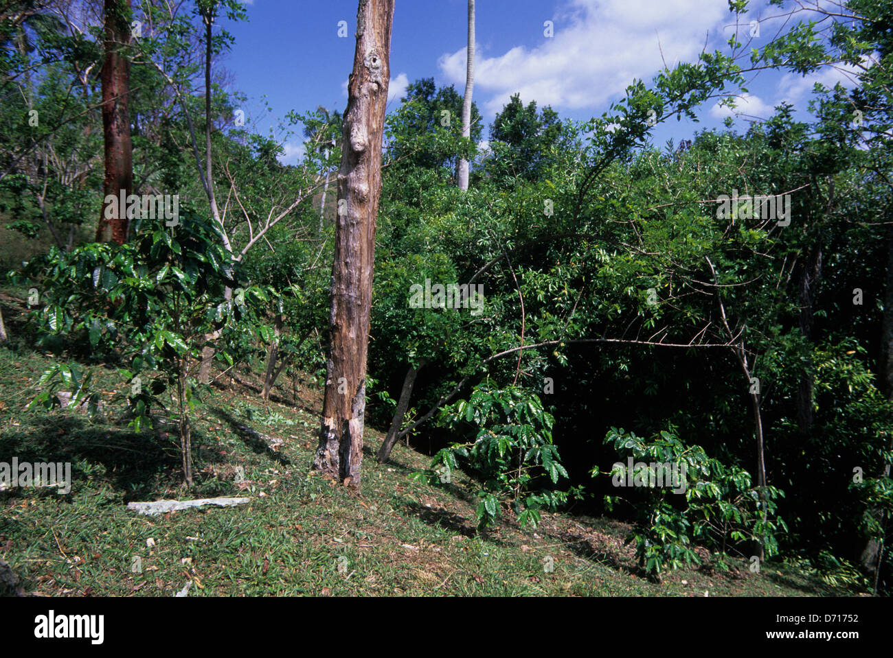 Cuba, Las Terrazas, Biosphere Reserve, Buena Vista Coffee Plantation ...