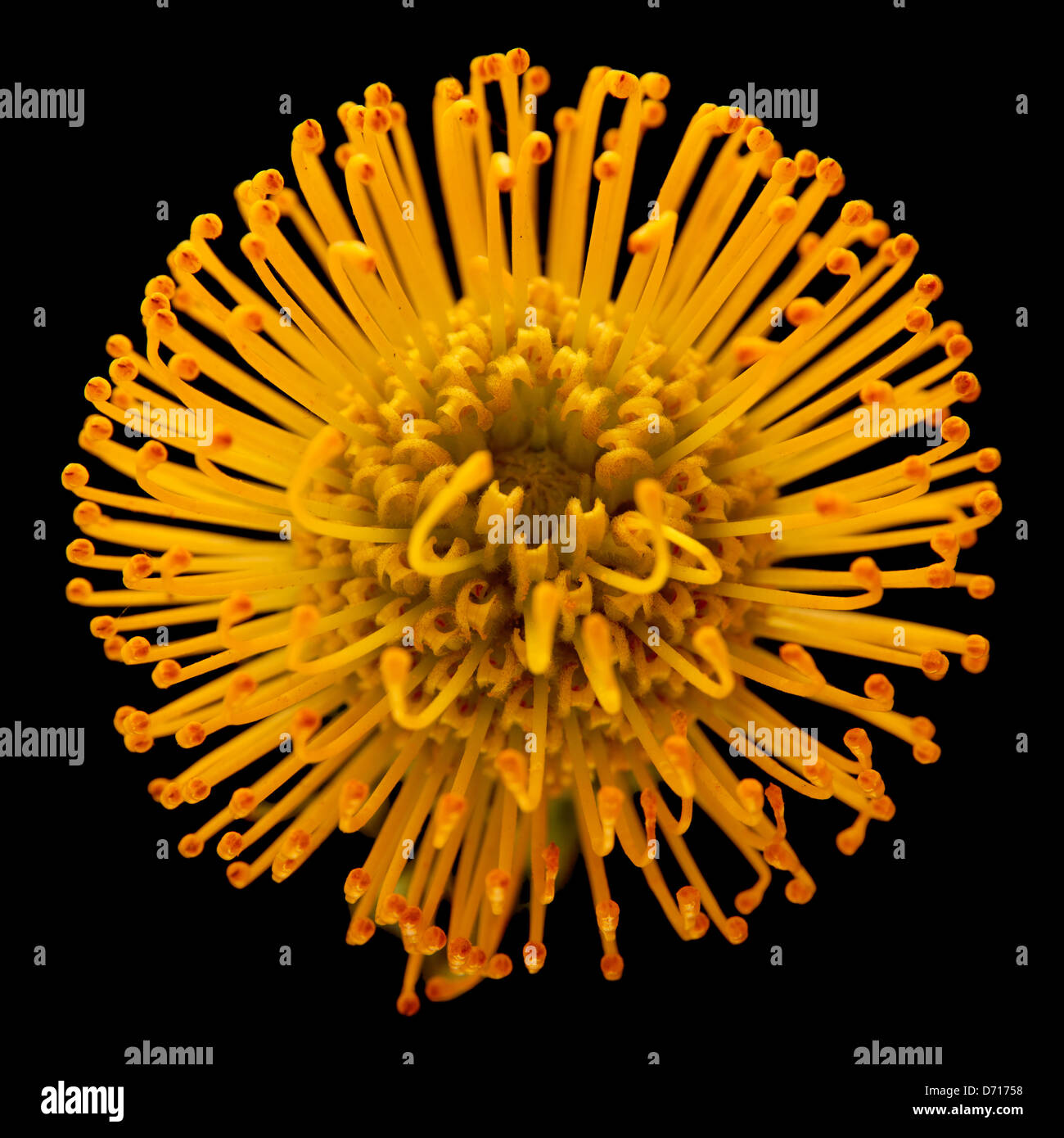 yellow protea isolated on black background Stock Photo - Alamy