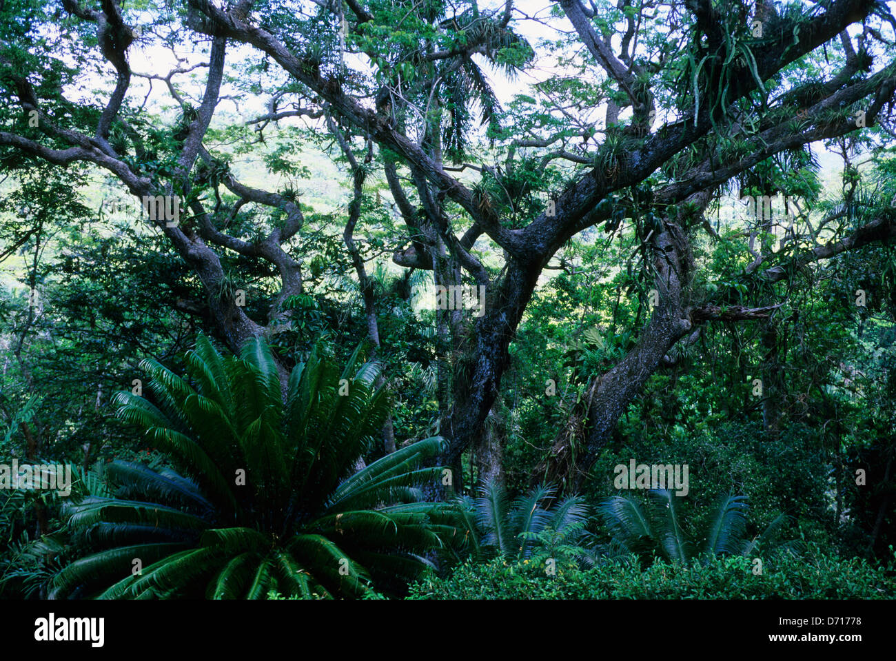 Soroa orchid botanical garden hi-res stock photography and images - Alamy