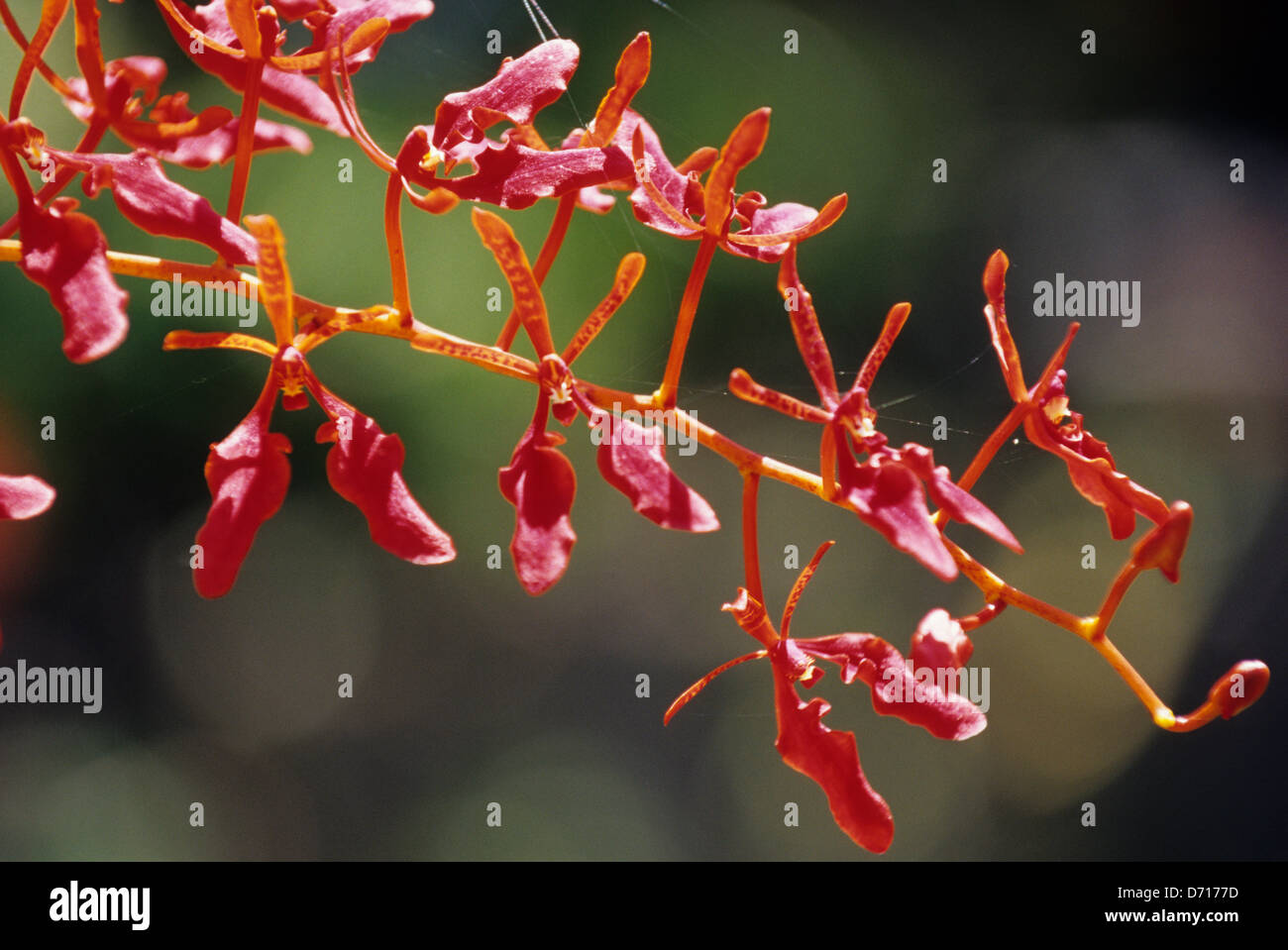 Soroa orchid botanical garden hi-res stock photography and images - Alamy