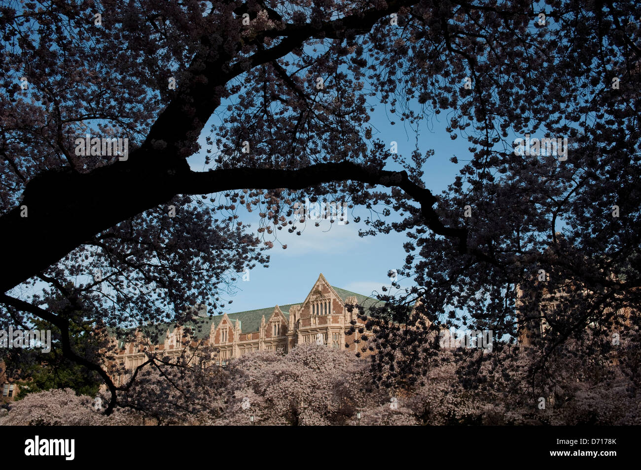 USA, Washington State, Seattle, University Of Washington Campus, The ...