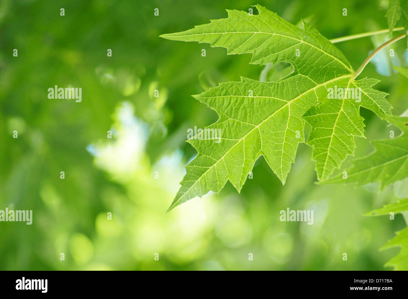 Backlit maple leaf detail hi-res stock photography and images - Alamy