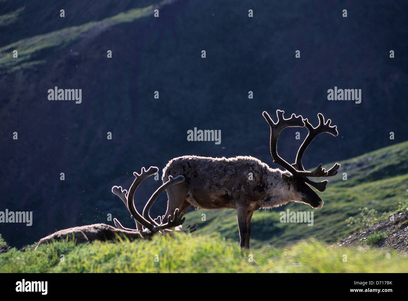 USA, Alaska, Denali National Park, Near Eielson Visitor Center, Caribou ...