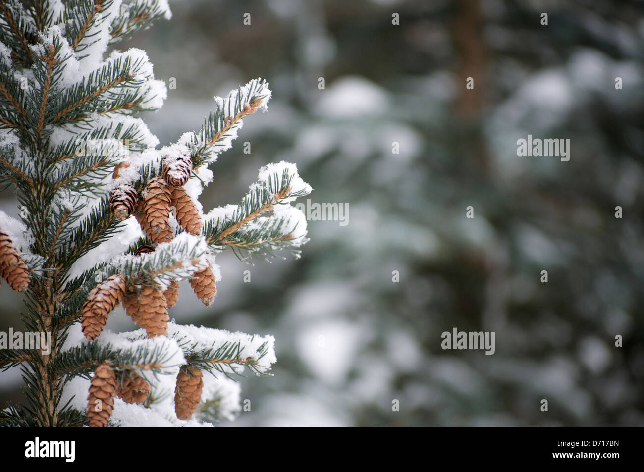 Evergreen tree snow hi-res stock photography and images - Alamy